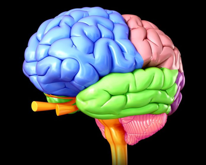 The Right Posterior Frontal Lobe - HealthBeauty123 | Your Health ...